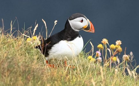 Inishkea Islands – Oileán Inis Cé